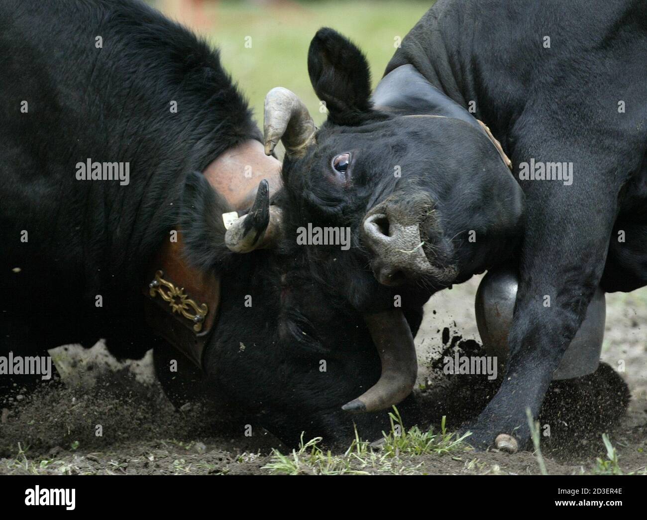 Herens breed fighting cows hi-res stock photography and images - Alamy