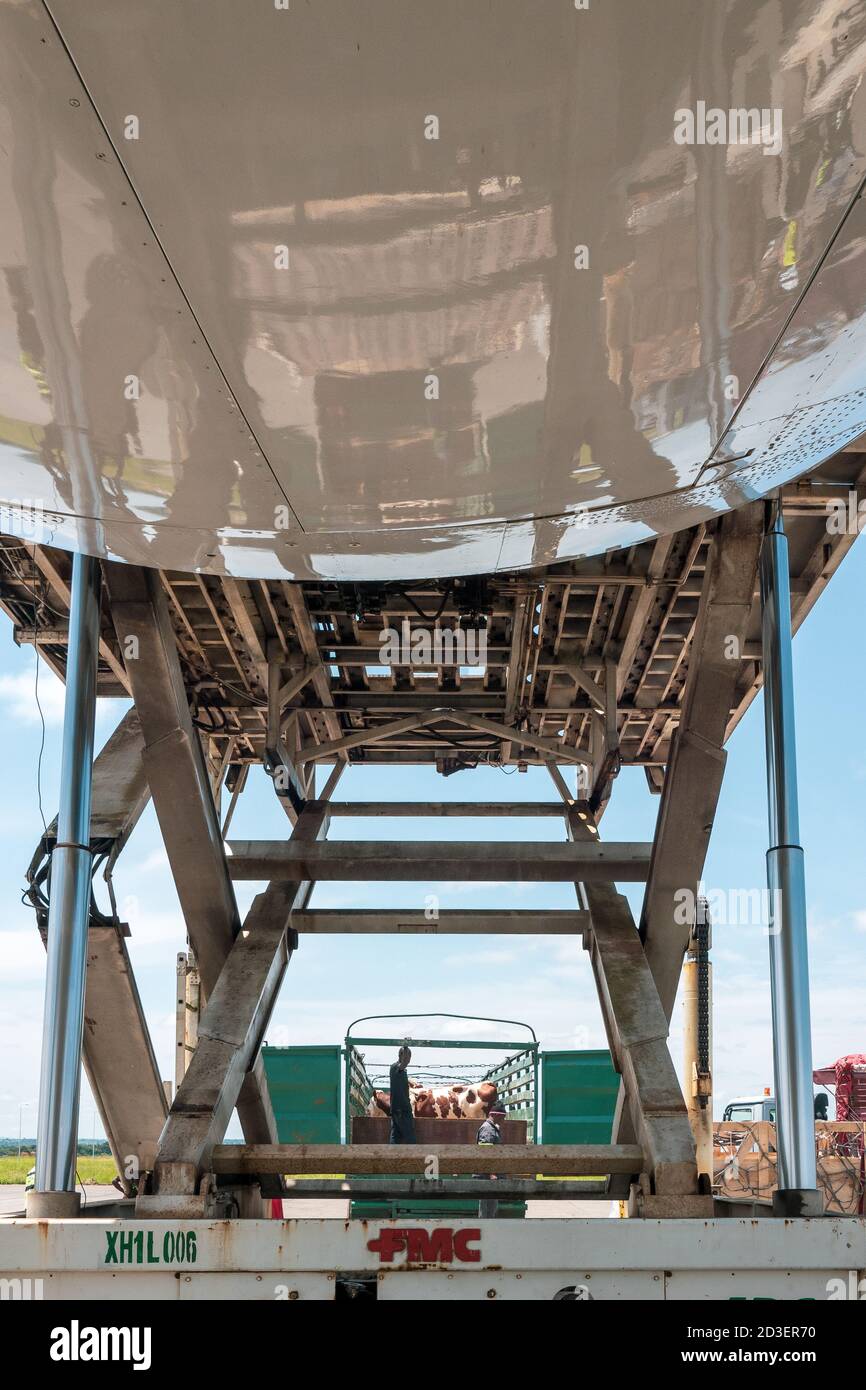 Livestock being offloaded by a high-loader from a Boeing B747 Jumbo Jet ...