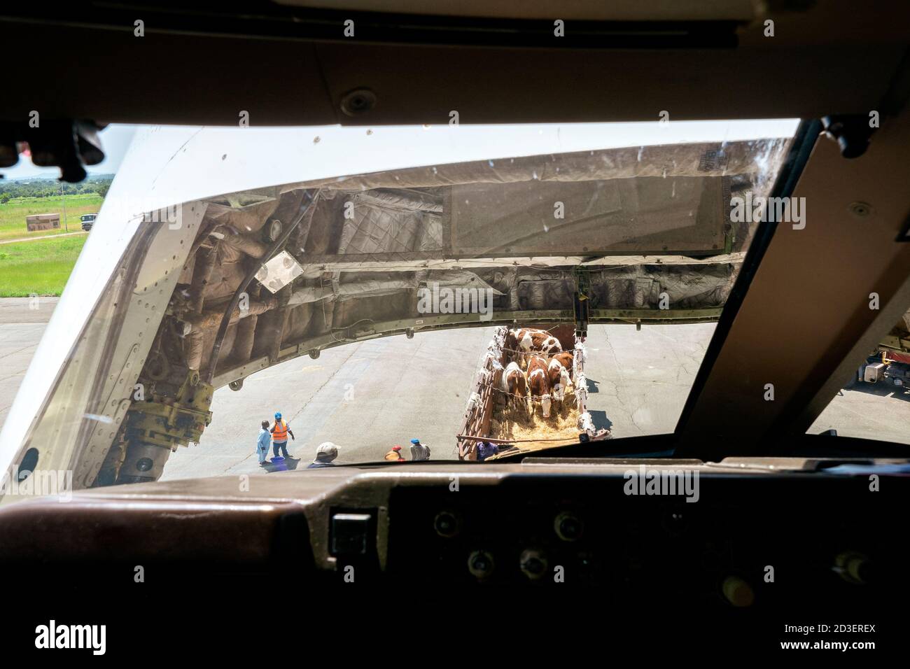 A cattle carrier and the open nose cargo door in front of the cockpit ...