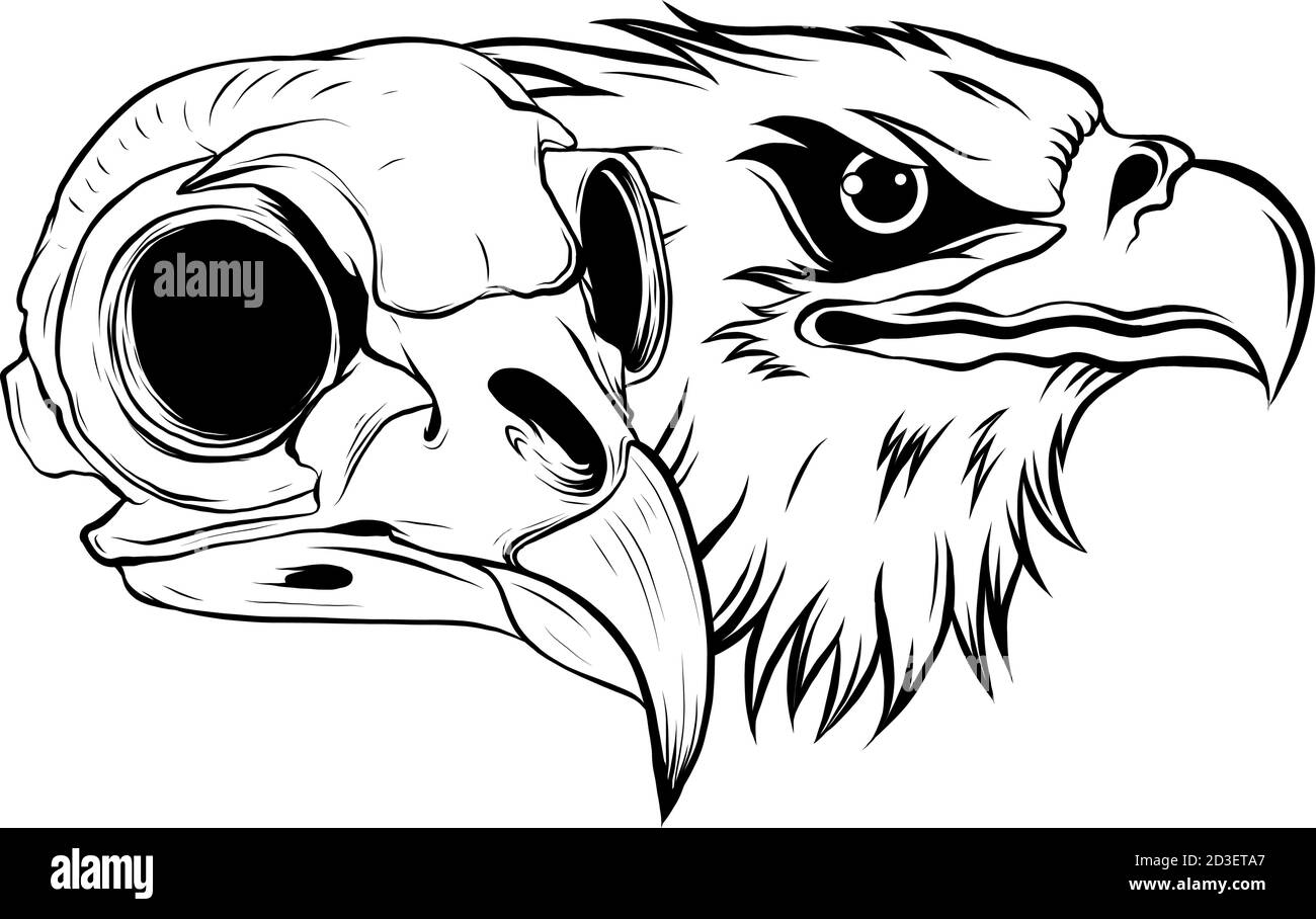 cartoon illustration of a bird skull vector Stock Vector Image & Art ...