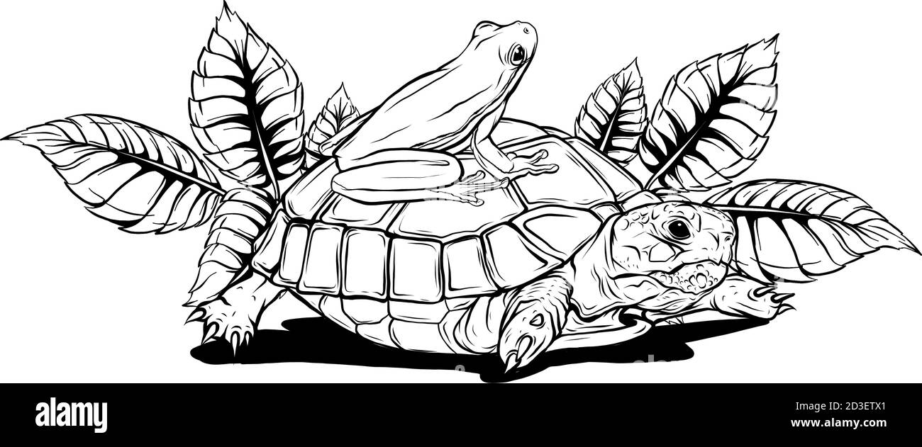 Cartoon turtle hi-res stock photography and images - Alamy