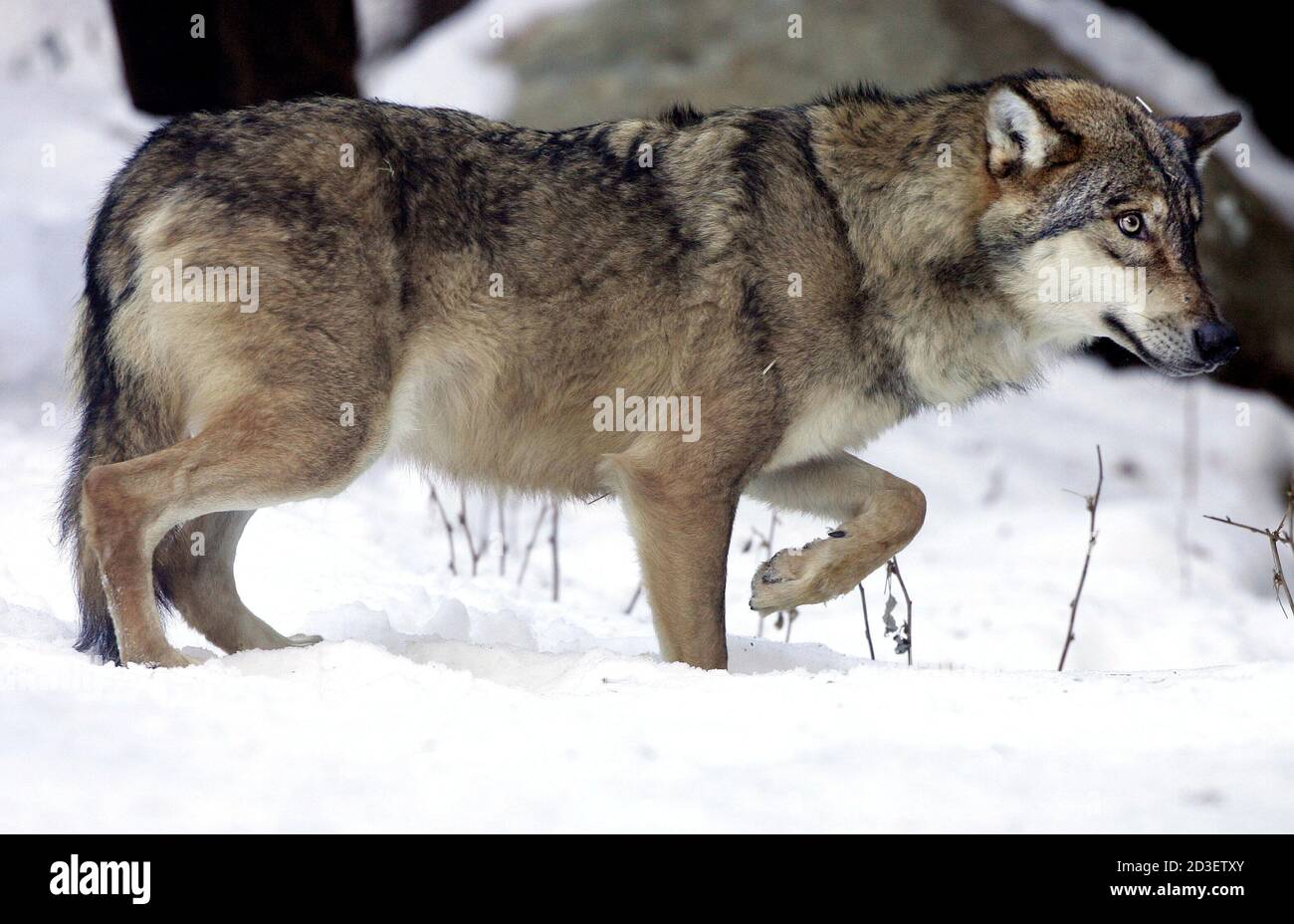 Alpha wolf france hi-res stock photography and images - Alamy