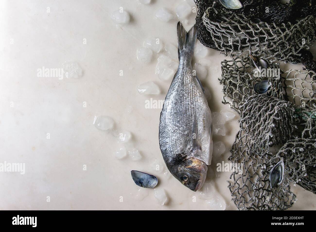Raw uncooked gutted sea bream or dorado fish on ice with old sea ...