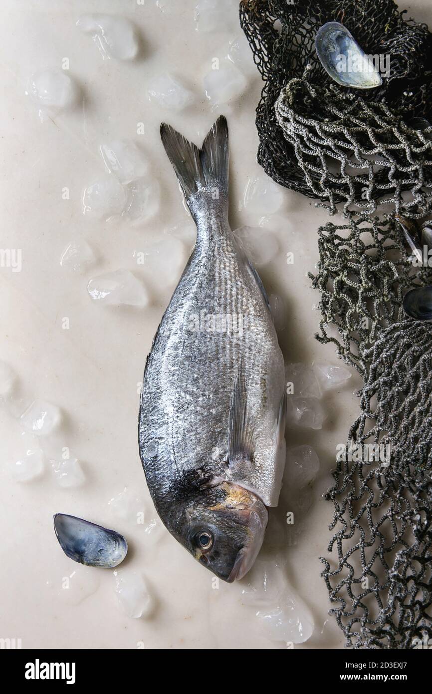 Raw uncooked gutted sea bream or dorado fish on ice with old sea ...