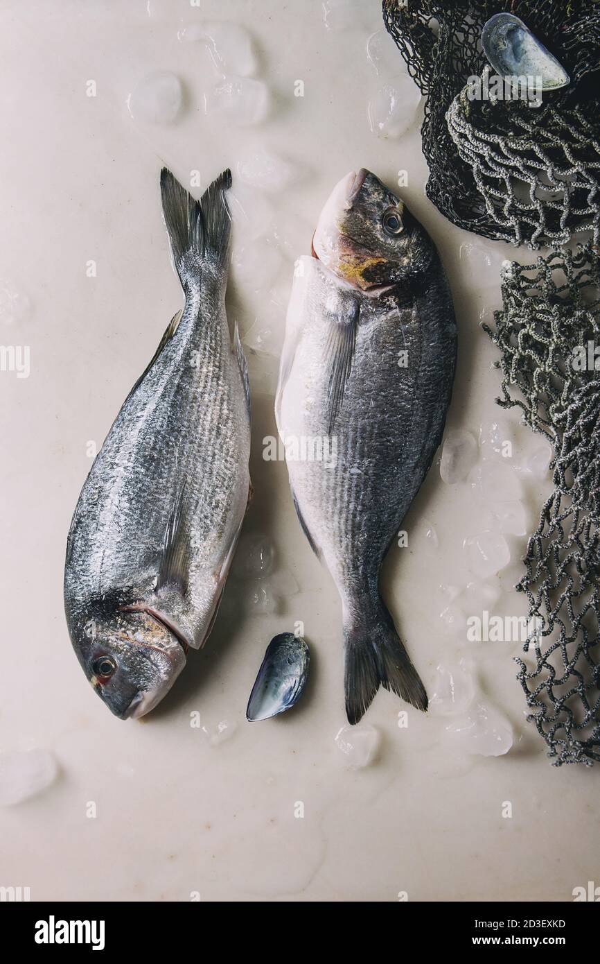 Two Raw uncooked gutted sea bream or dorado fish on ice with old sea ...