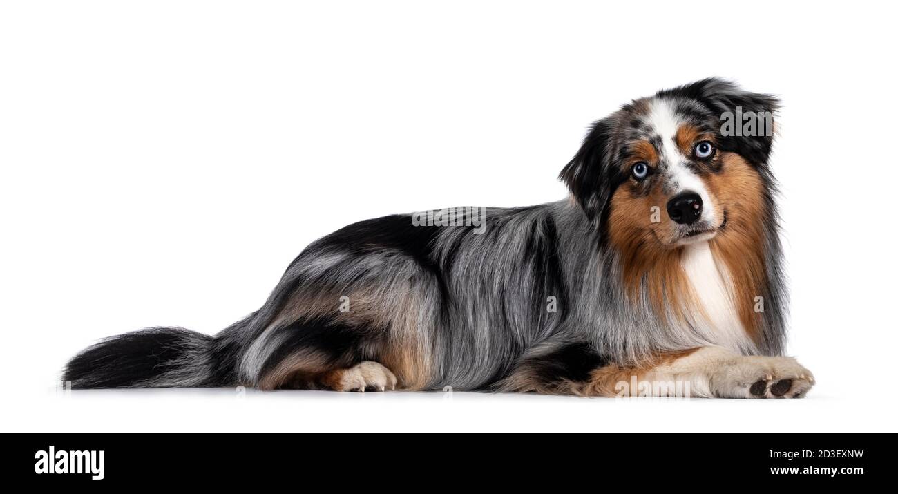 Handsome and well groomed Australian Shepherd dog, laying down side ...