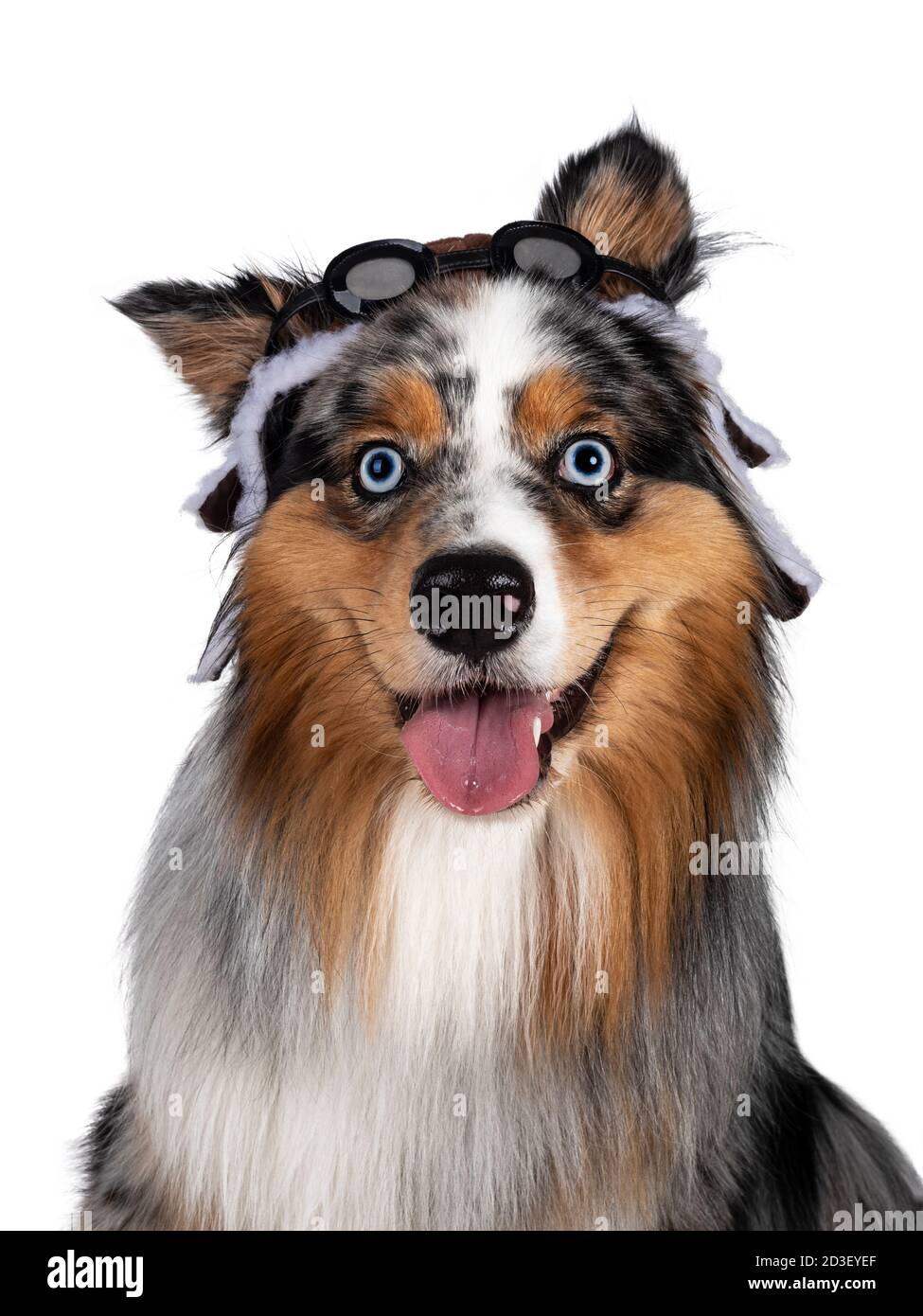 Head shot of gorgeous Australian Shepherd dog, wearing pilot hat ...