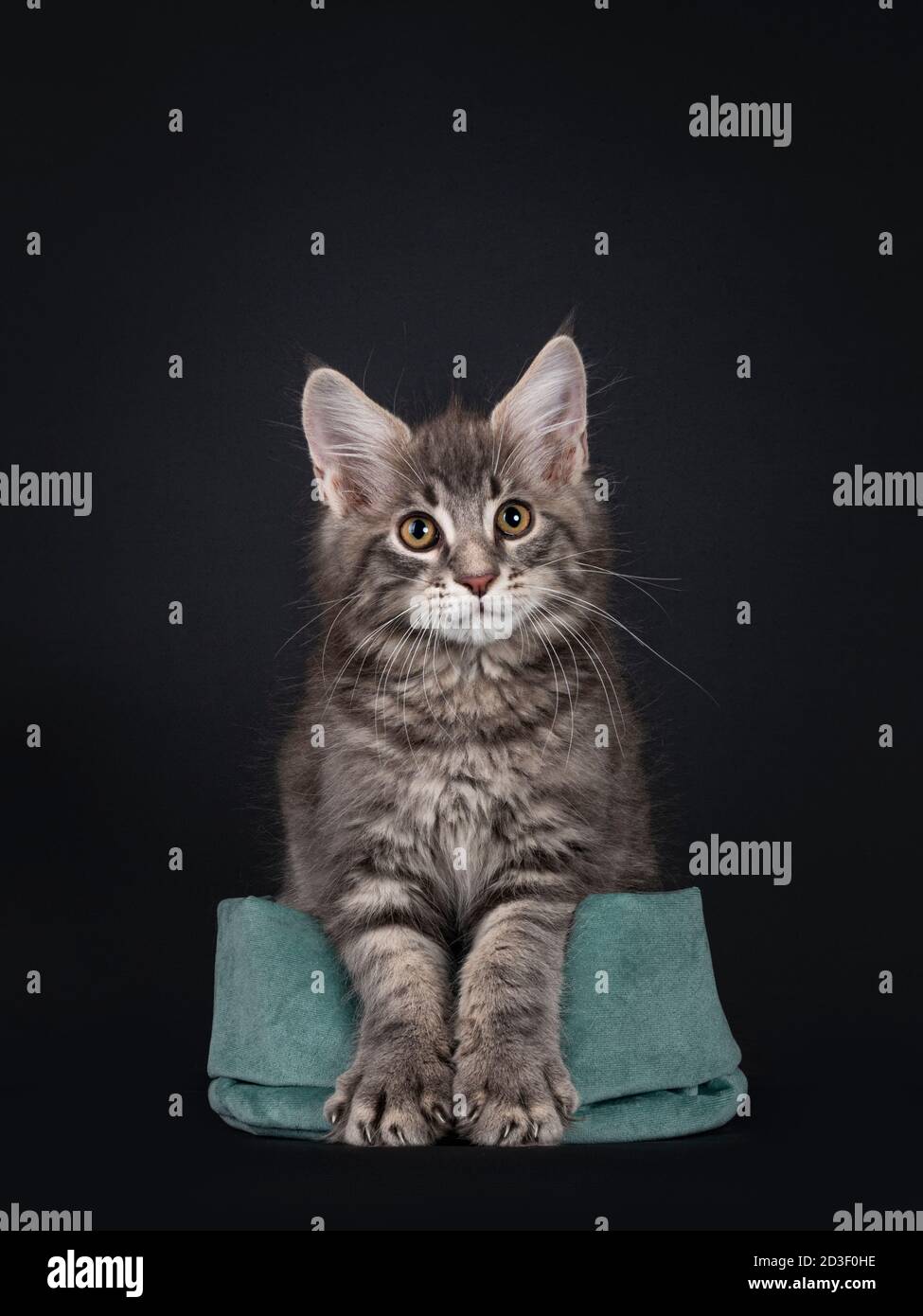 Blue tabby Maine Coon cat kitten, sitting in green velvet bag. Showing ...