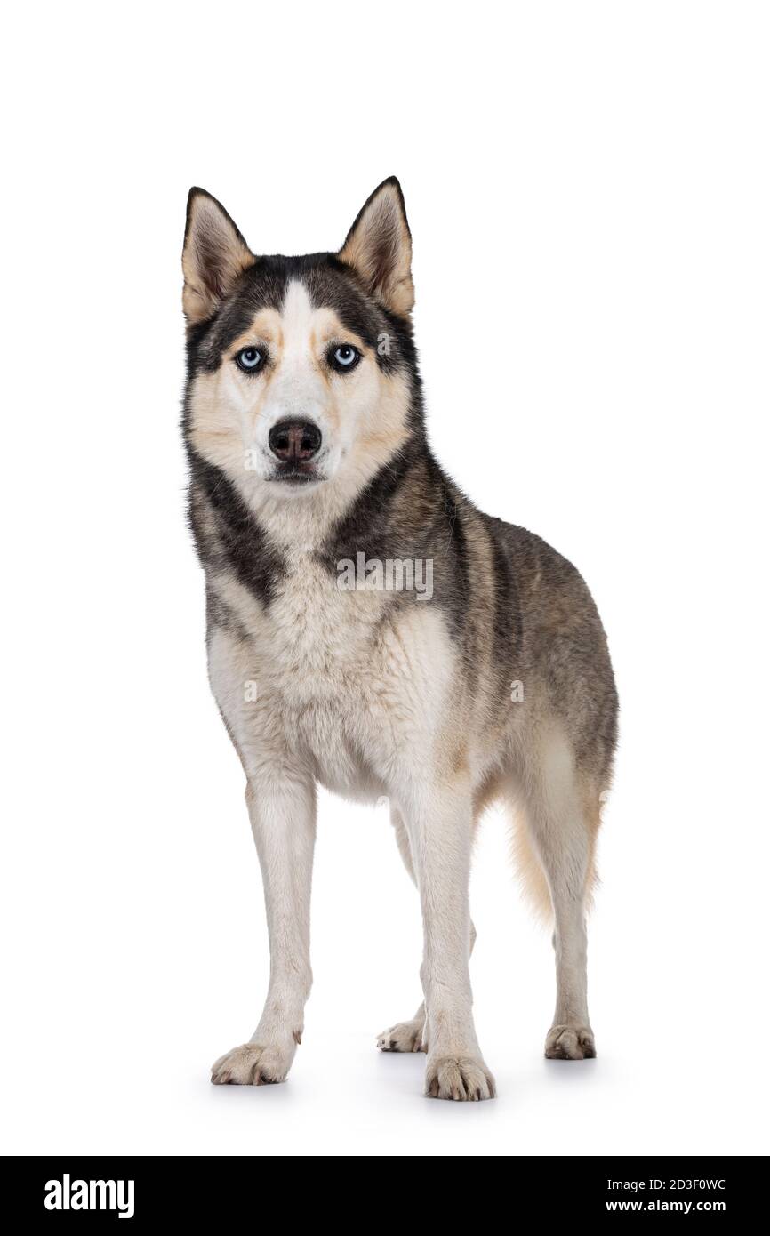 Beautiful young adult Husky dog, standing facing front. Looking towards ...