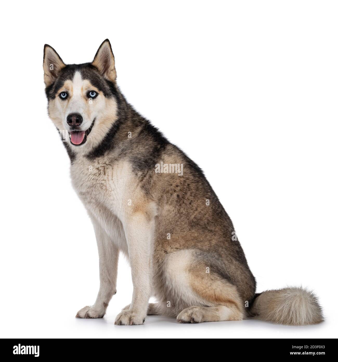 Beautiful young adult Husky dog, sitting side ways. Looking towards ...