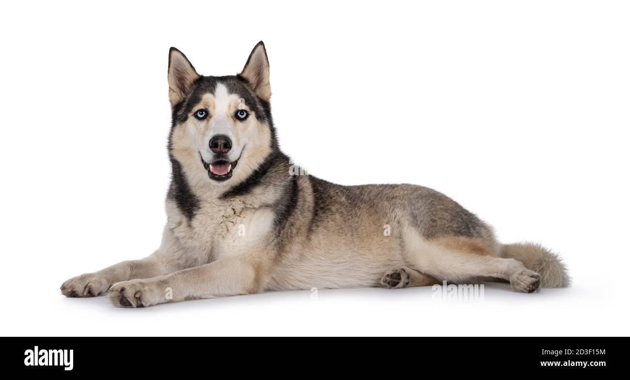 Beautiful young adult Husky dog, laying down facing side ways. Looking ...