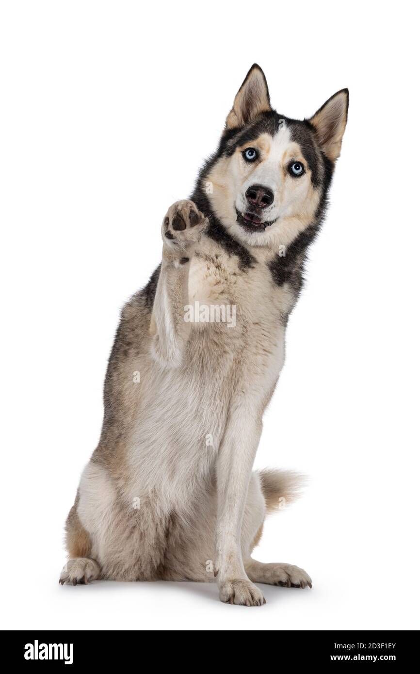 Beautiful young adult Husky dog, sitting facing front with one paw high ...