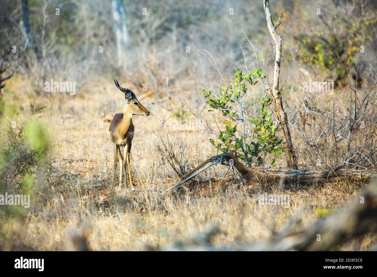 Gorgeous young Impala male, standing inbetween trees and bushes in a ...
