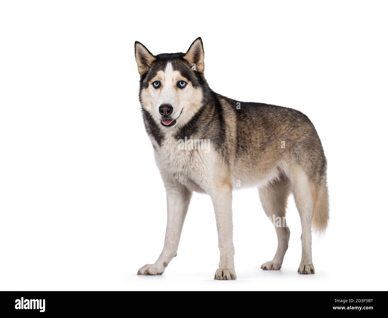 Pretty young adult Husky dog, sitting side ways. Looking towards camera ...
