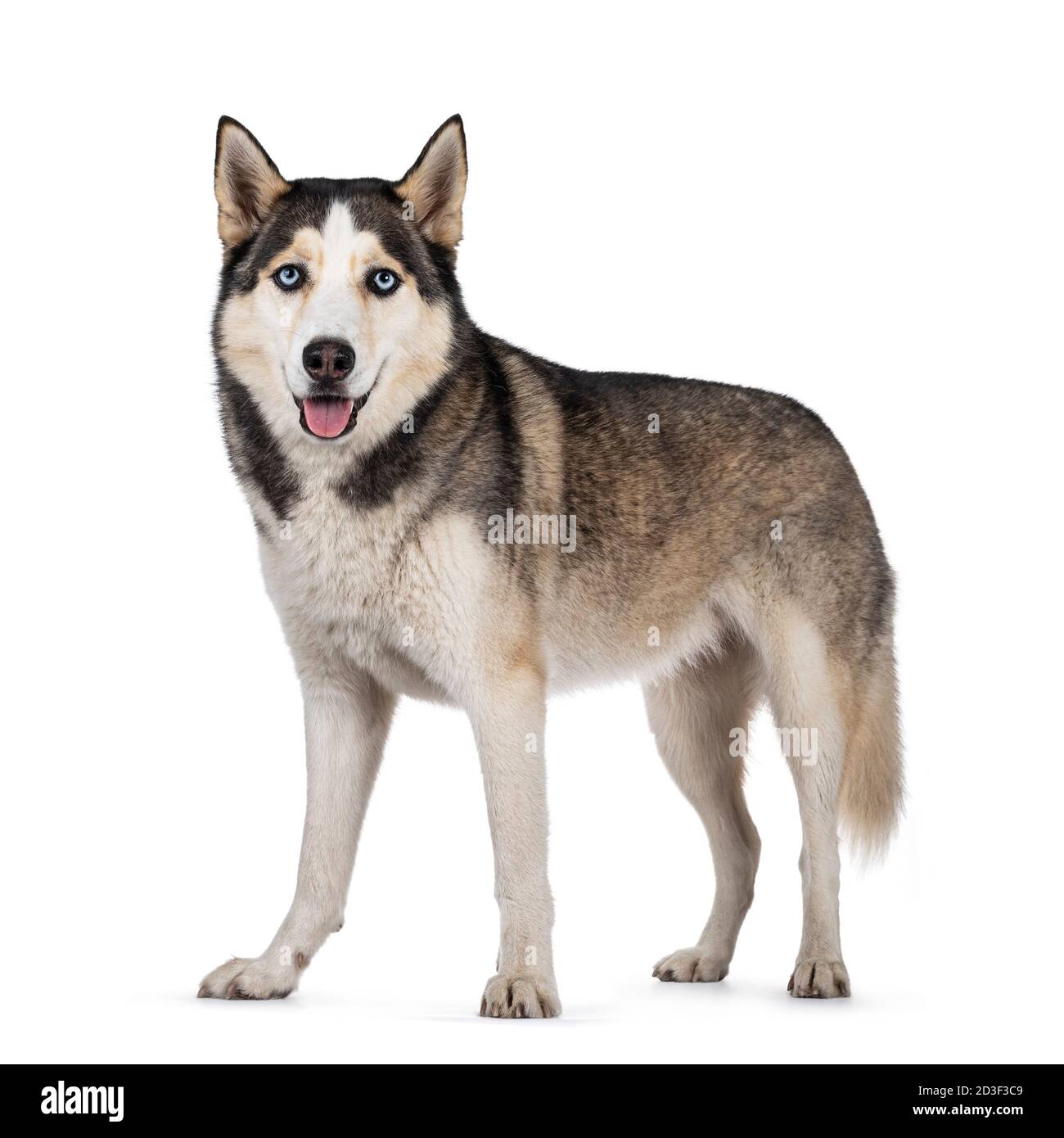 Pretty young adult Husky dog, sitting side ways. Looking towards camera ...
