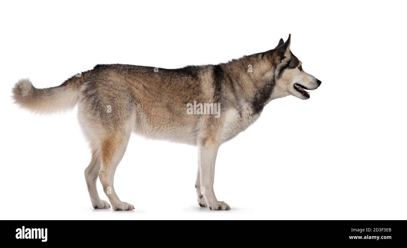 Pretty young adult Husky dog, standing side ways. Looking straight ...