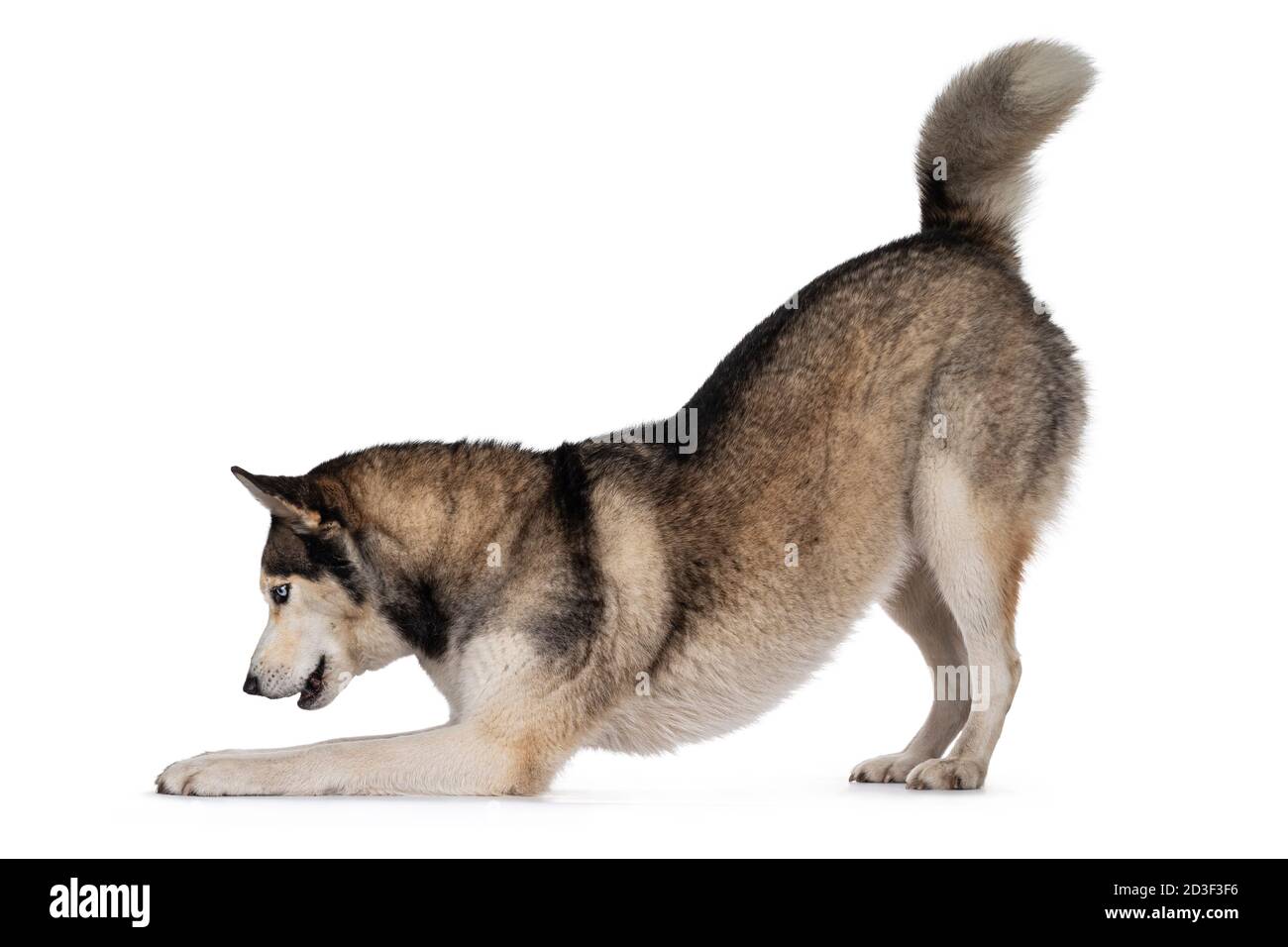 Pretty young adult Husky dog, bowed down side ways. Looking towards ...