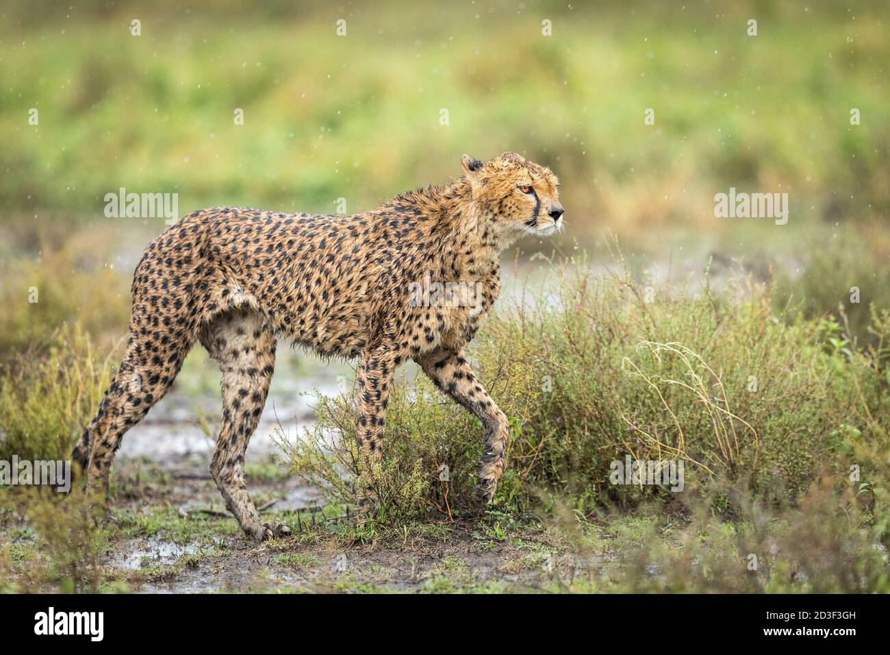 Wet spots hi-res stock photography and images - Alamy
