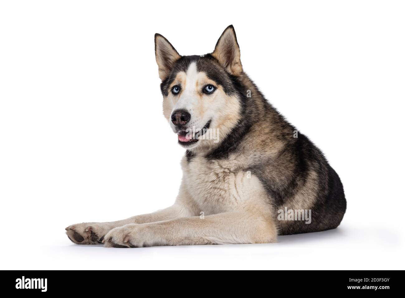 Dog Laying Down On Its Side