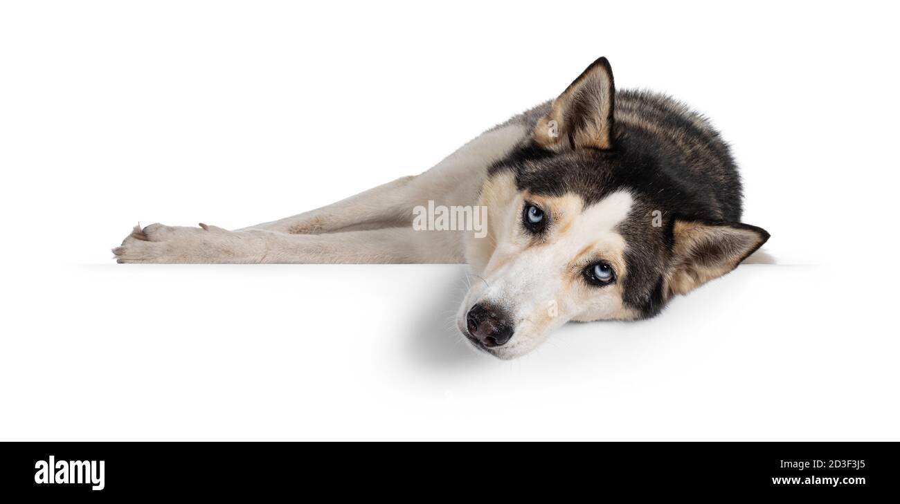 Pretty young adult Husky dog, laying down side ways. Haed completely ...