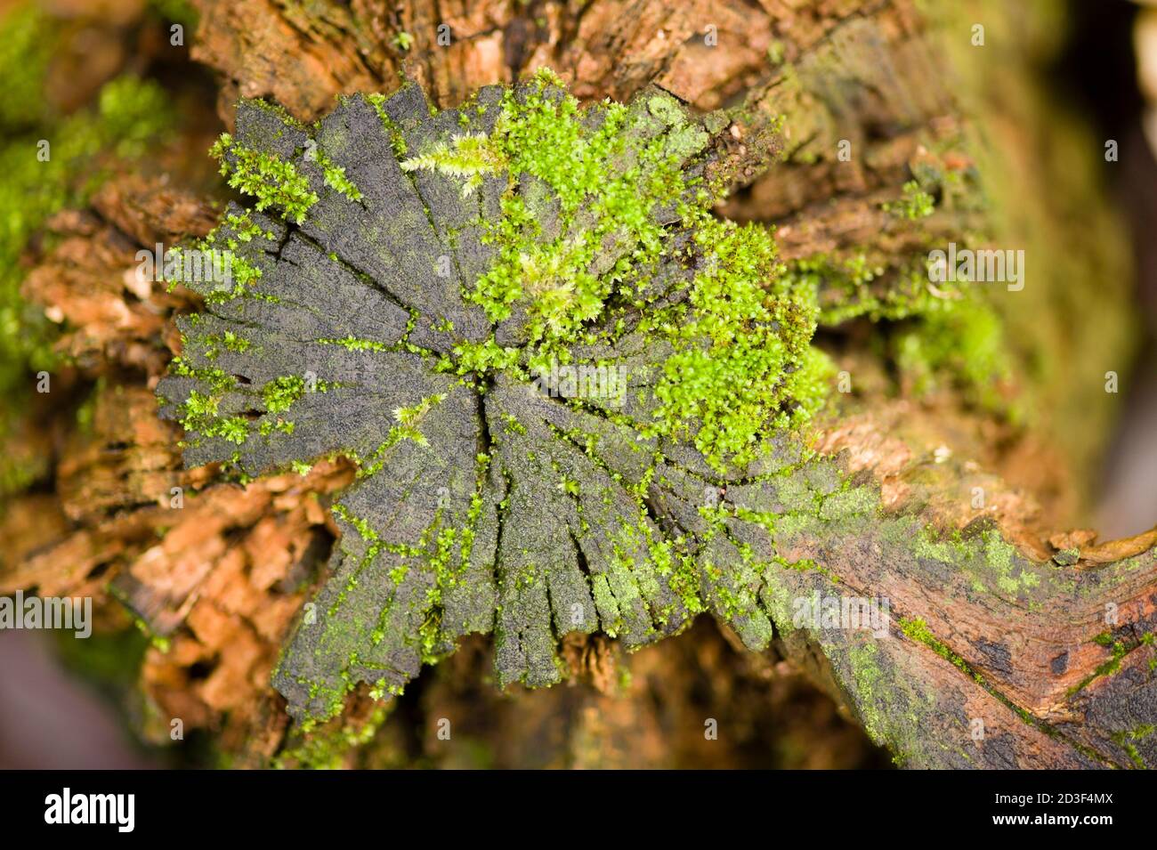 Moss growing on a tree stump hi-res stock photography and images - Alamy