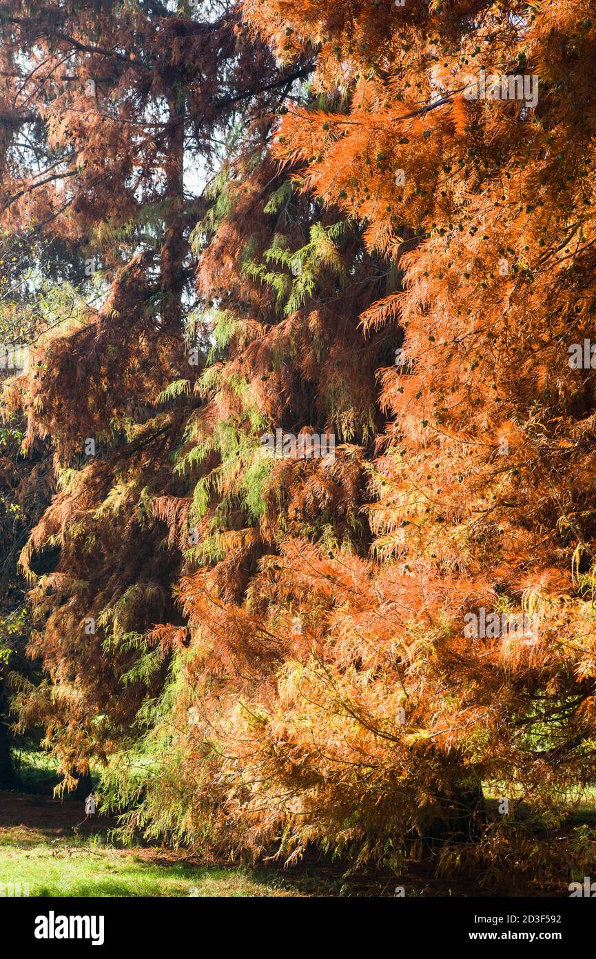 Cypress Tree Swamp Leaves