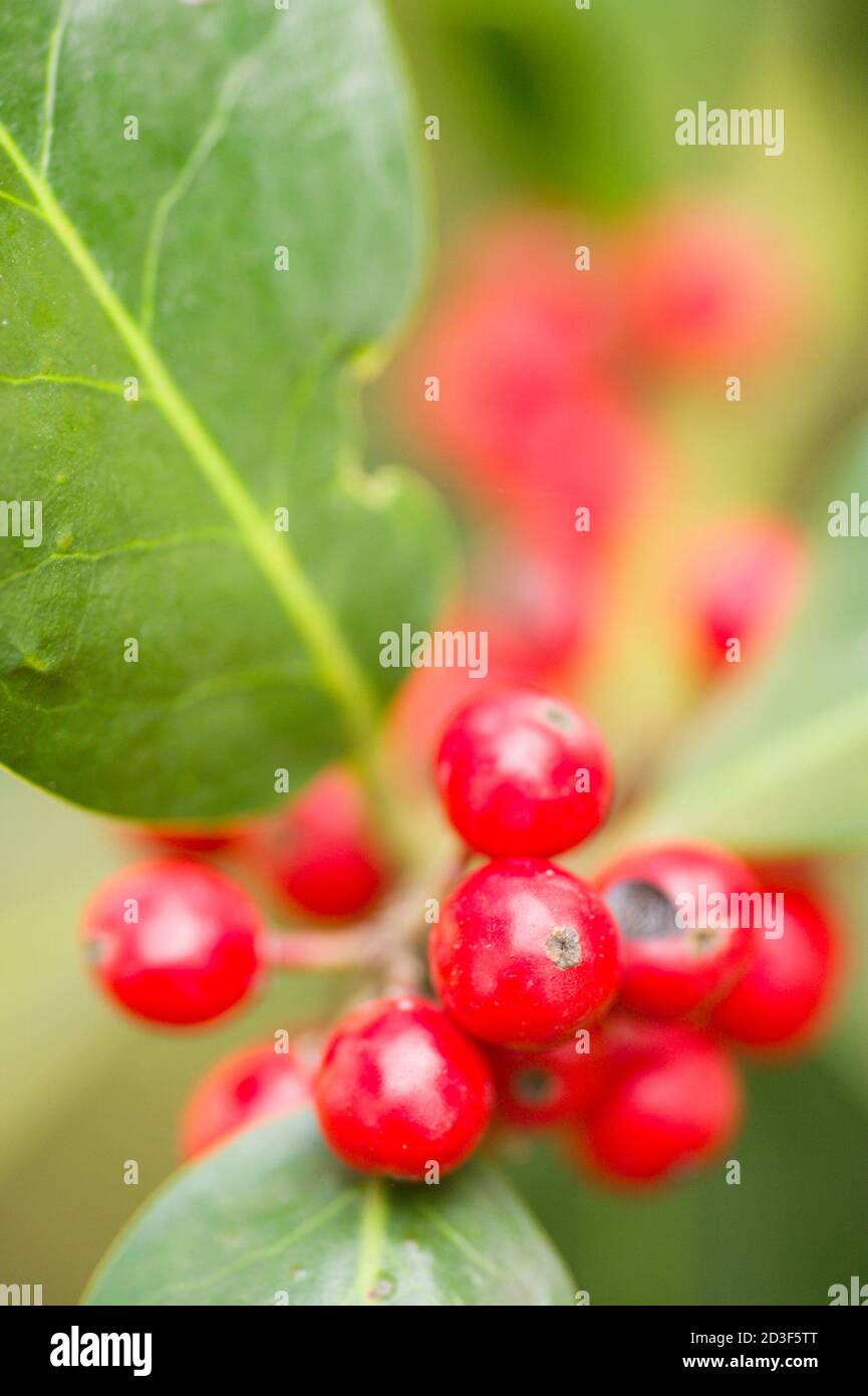 Red berries of undergrowth bushes in Mediterranean environment Stock ...