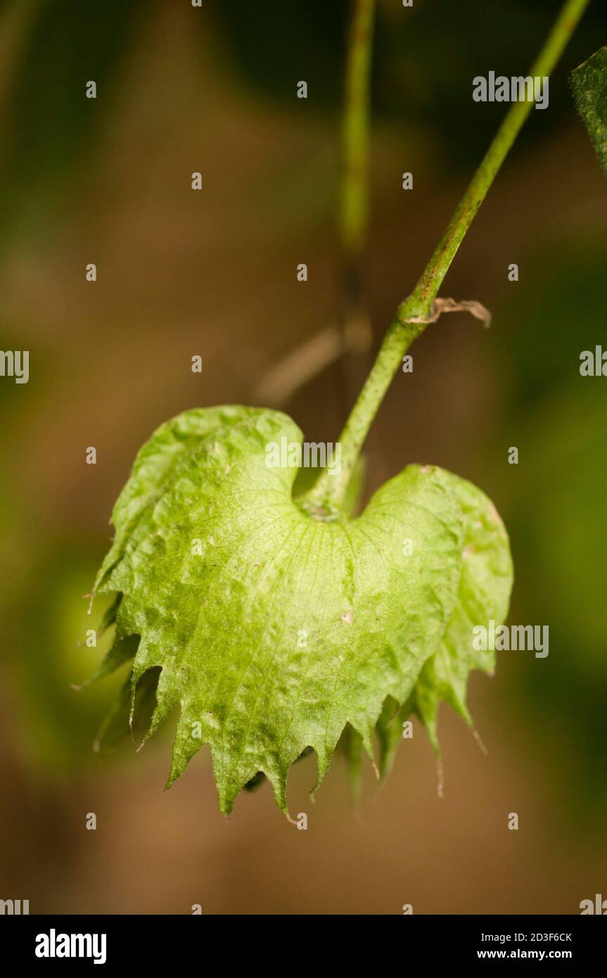 Cotton pod hi-res stock photography and images - Alamy