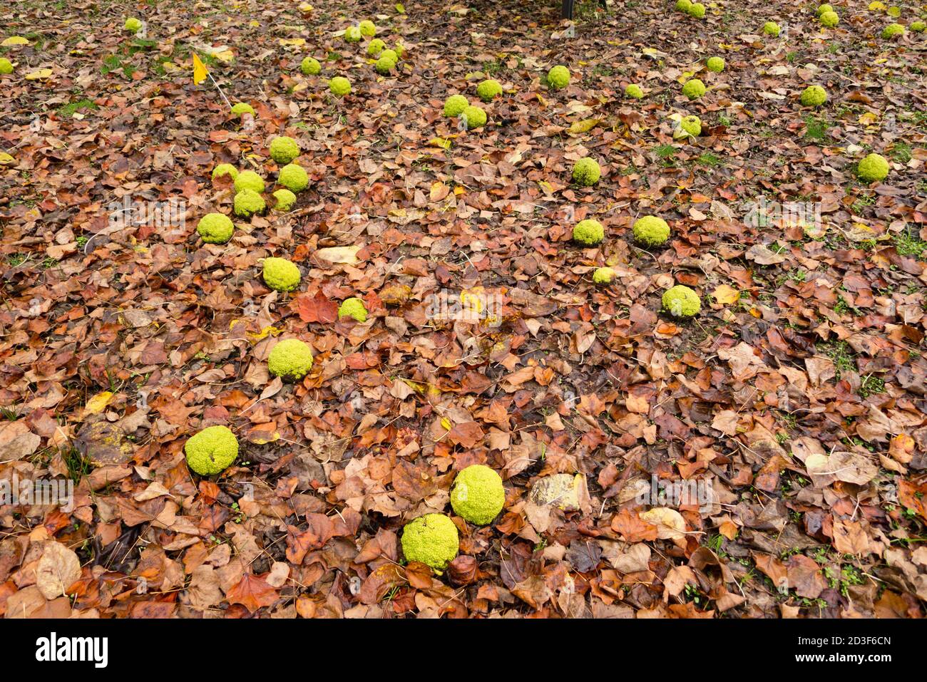 Maclura pomifera tree fruits on ground, commonly called Osage orange ...