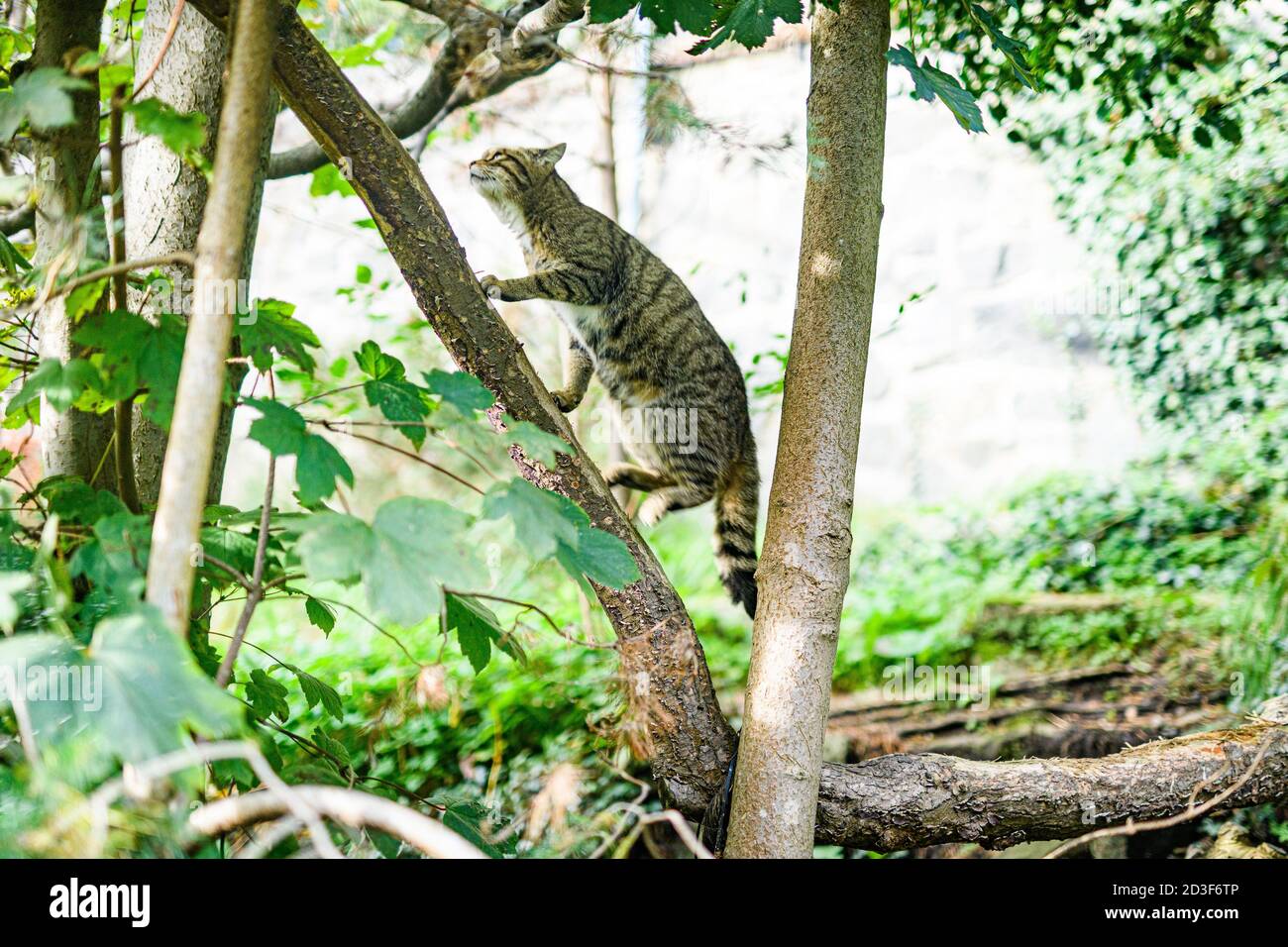 Scottish wildcat edinburgh zoo hi-res stock photography and images - Alamy