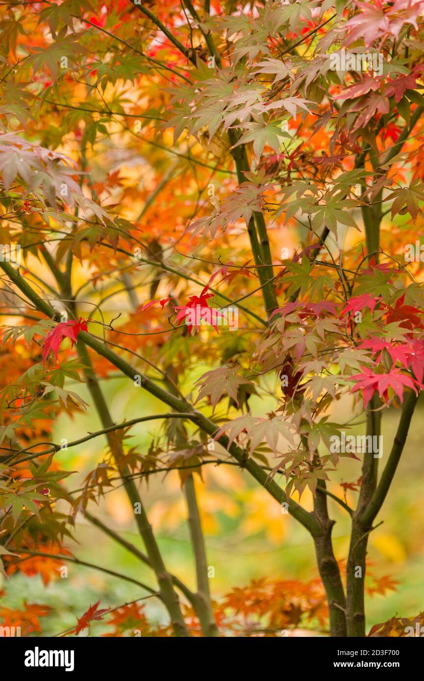 Maple tree leaves in Autumn, Acer palmatum Stock Photo - Alamy