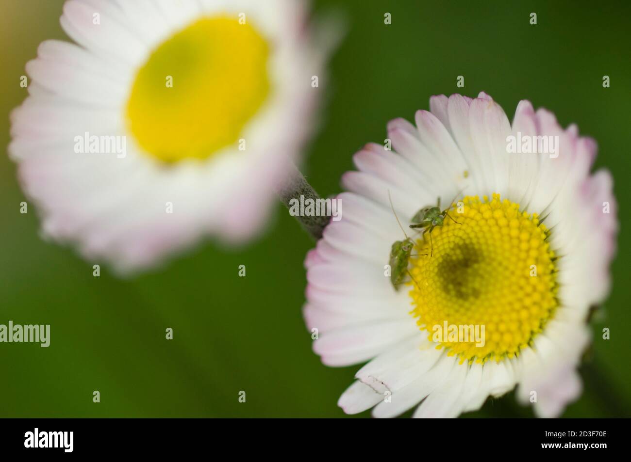 Green insects on daisy flower field Stock Photo - Alamy