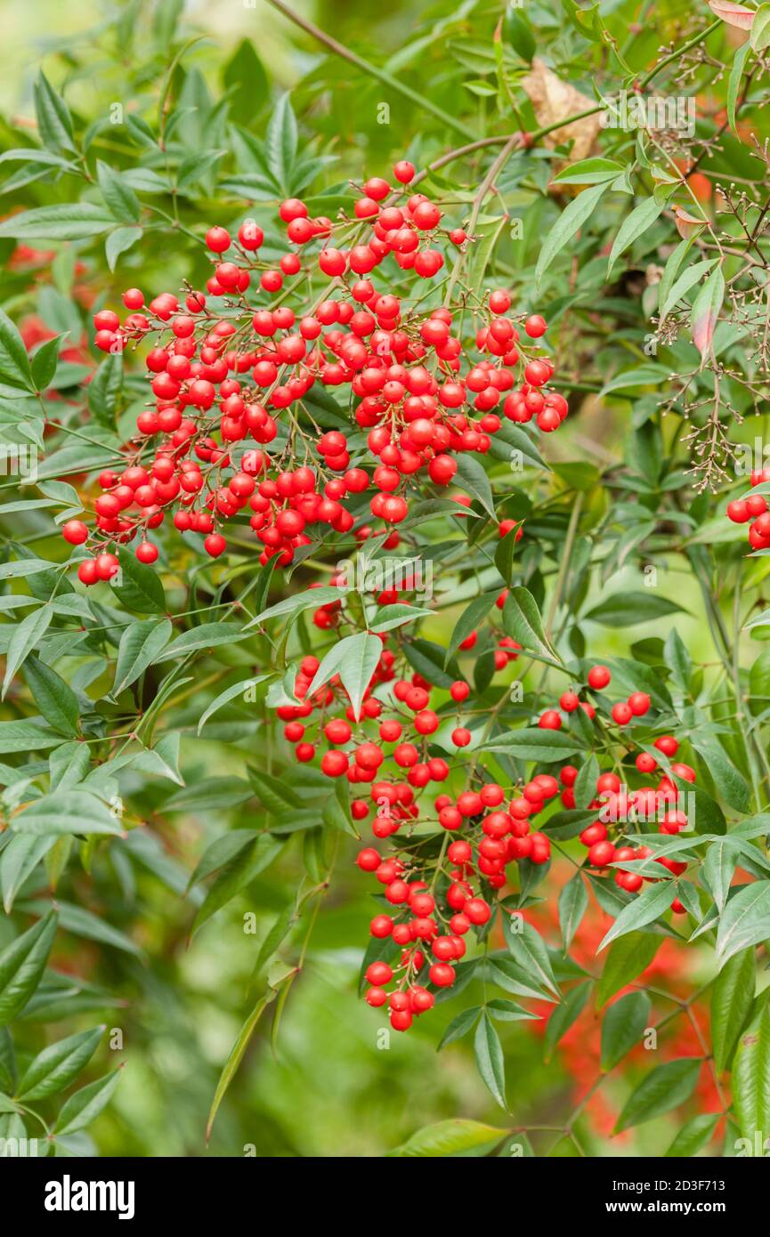 Red berries of undergrowth bushes in Mediterranean environment Stock ...