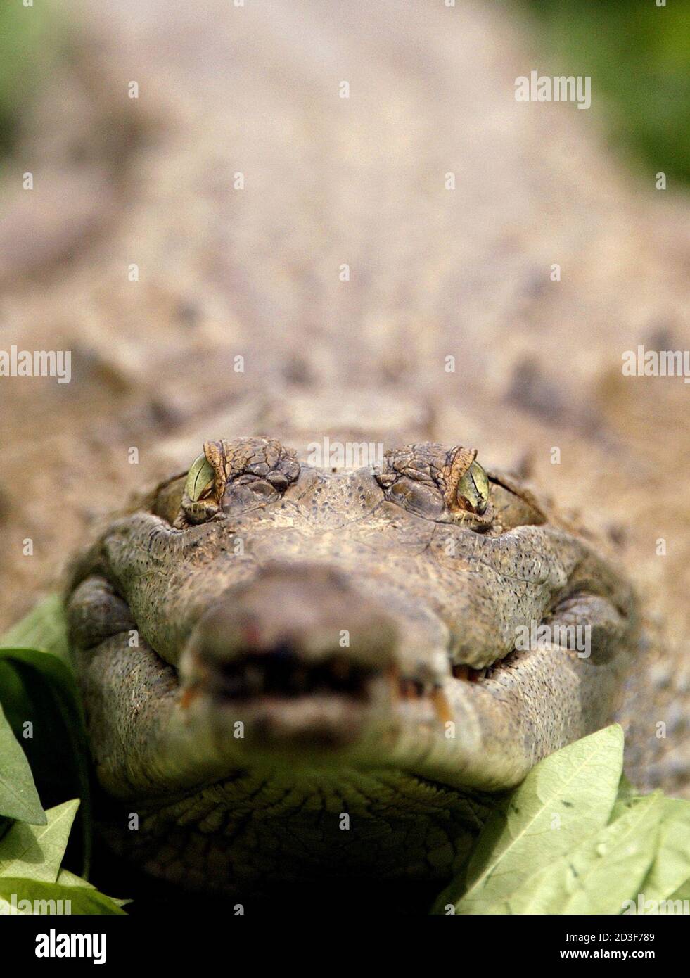 Orinoco crocodile hi-res stock photography and images - Alamy