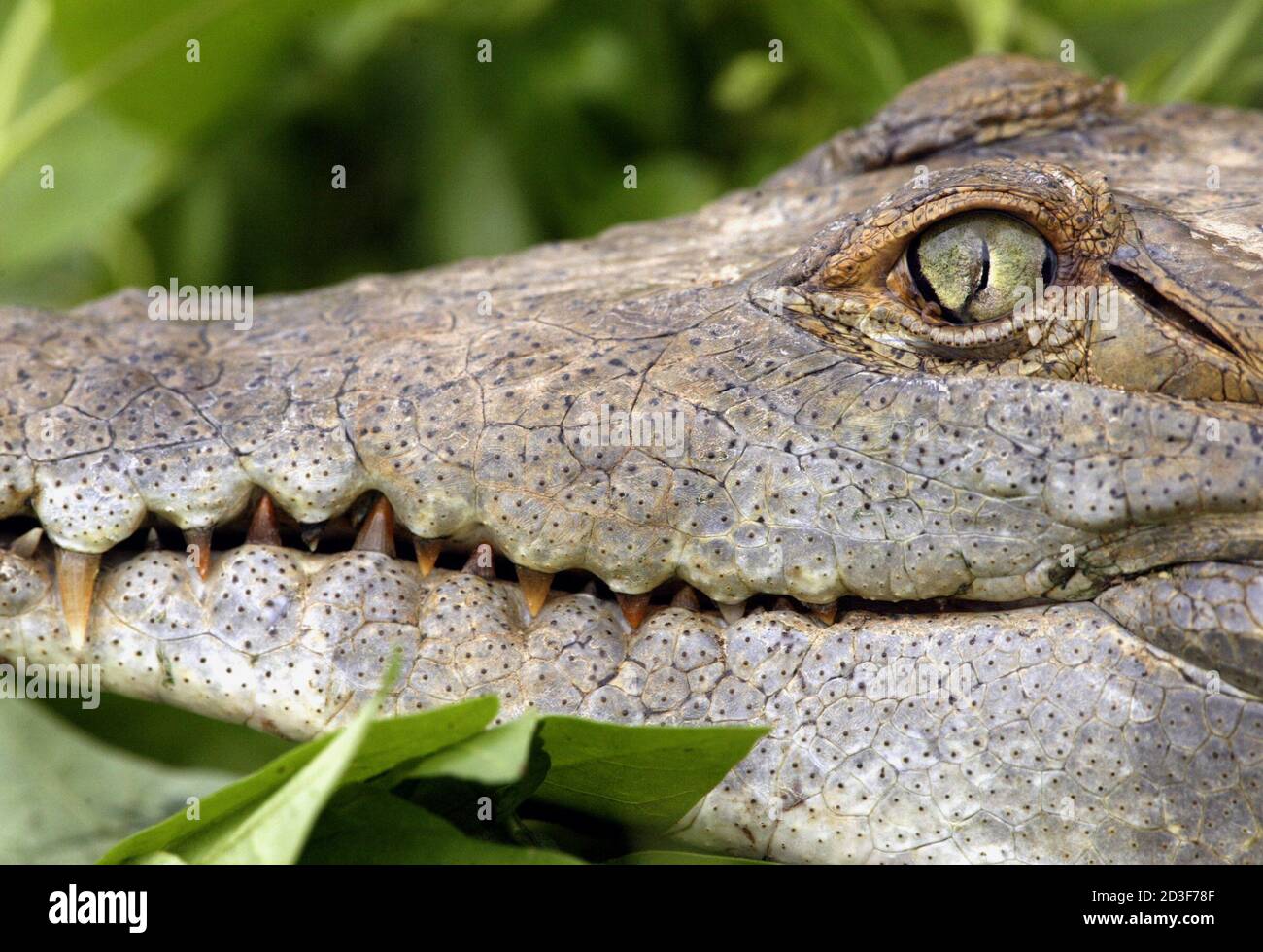 Orinoco crocodile hi-res stock photography and images - Alamy