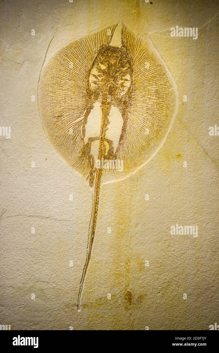 Heliobatis radians fossil, extinct genus of ray in the Myliobatiformes ...