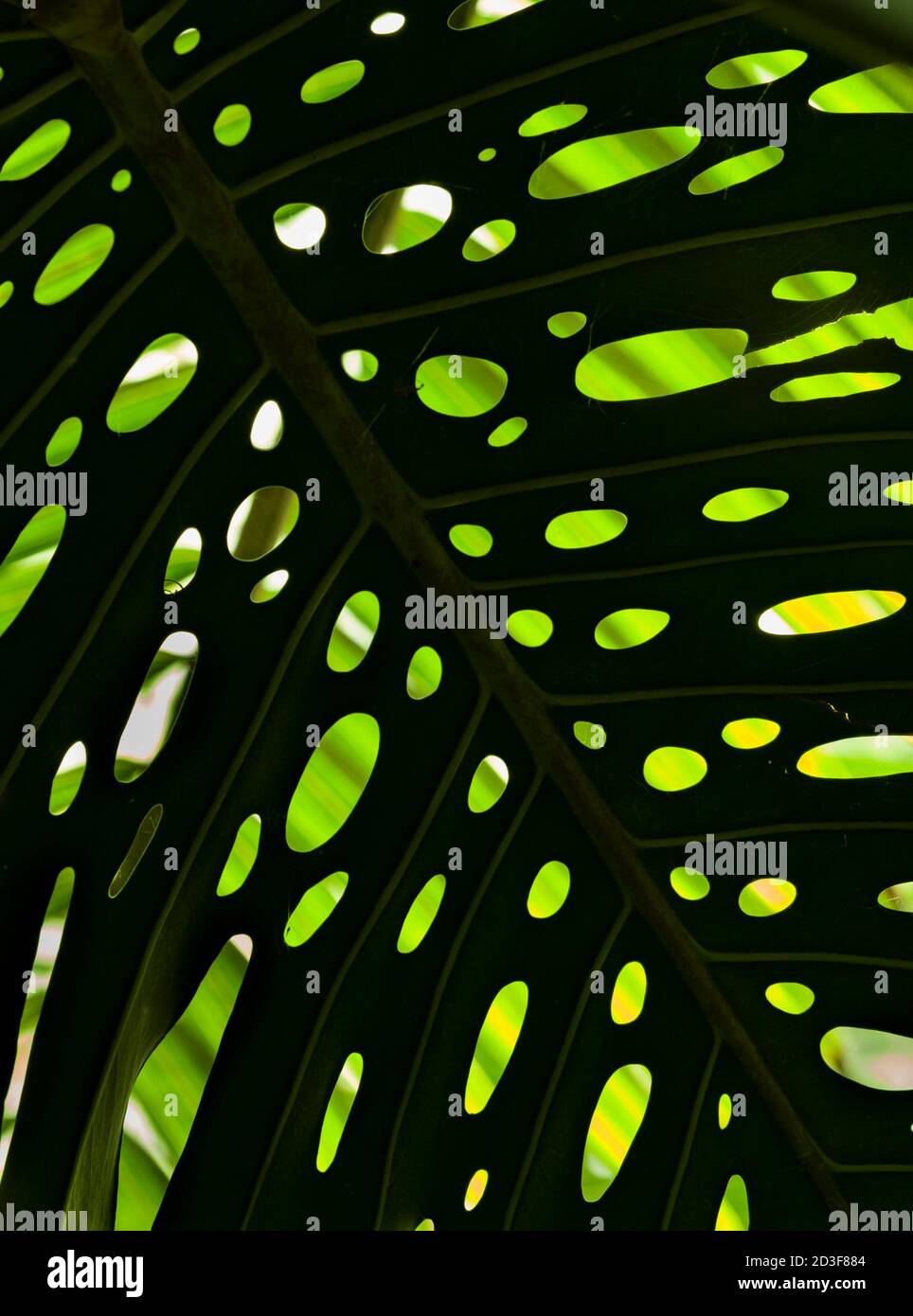 Monstera deliciosa plant hi-res stock photography and images - Alamy