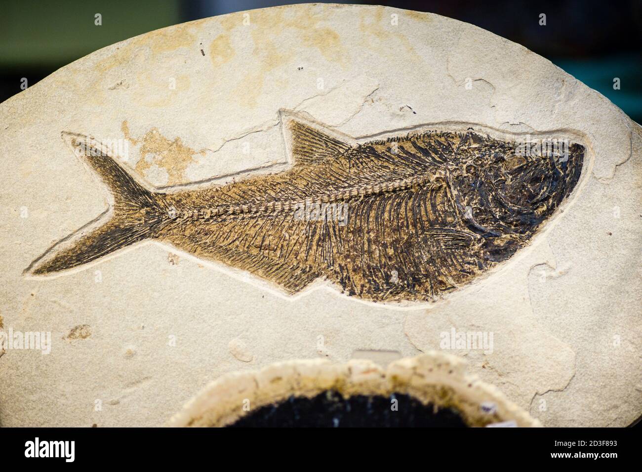Fish fossil, extinct species print on sand stone Stock Photo - Alamy