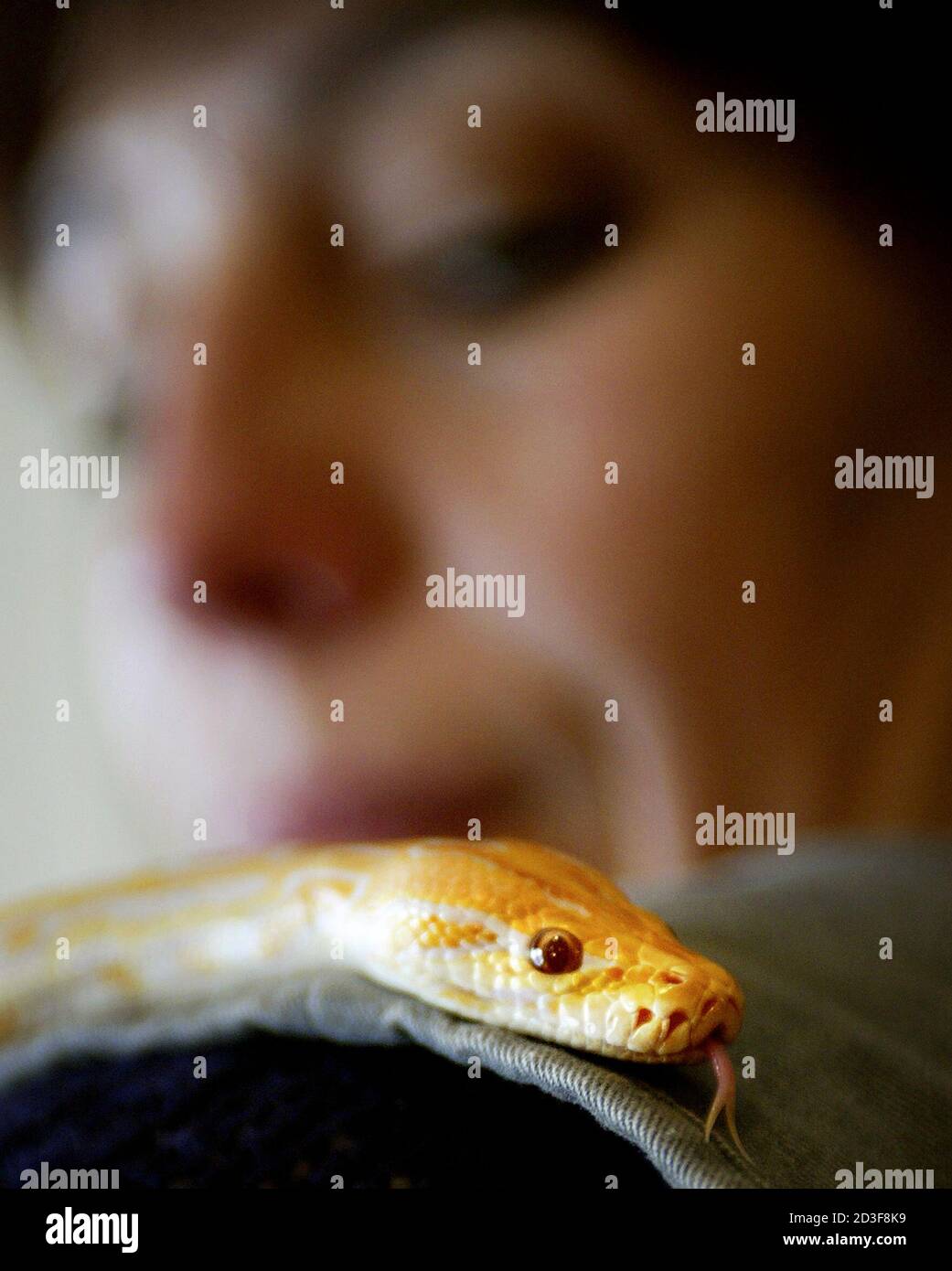 Tiger pythons hi-res stock photography and images - Alamy