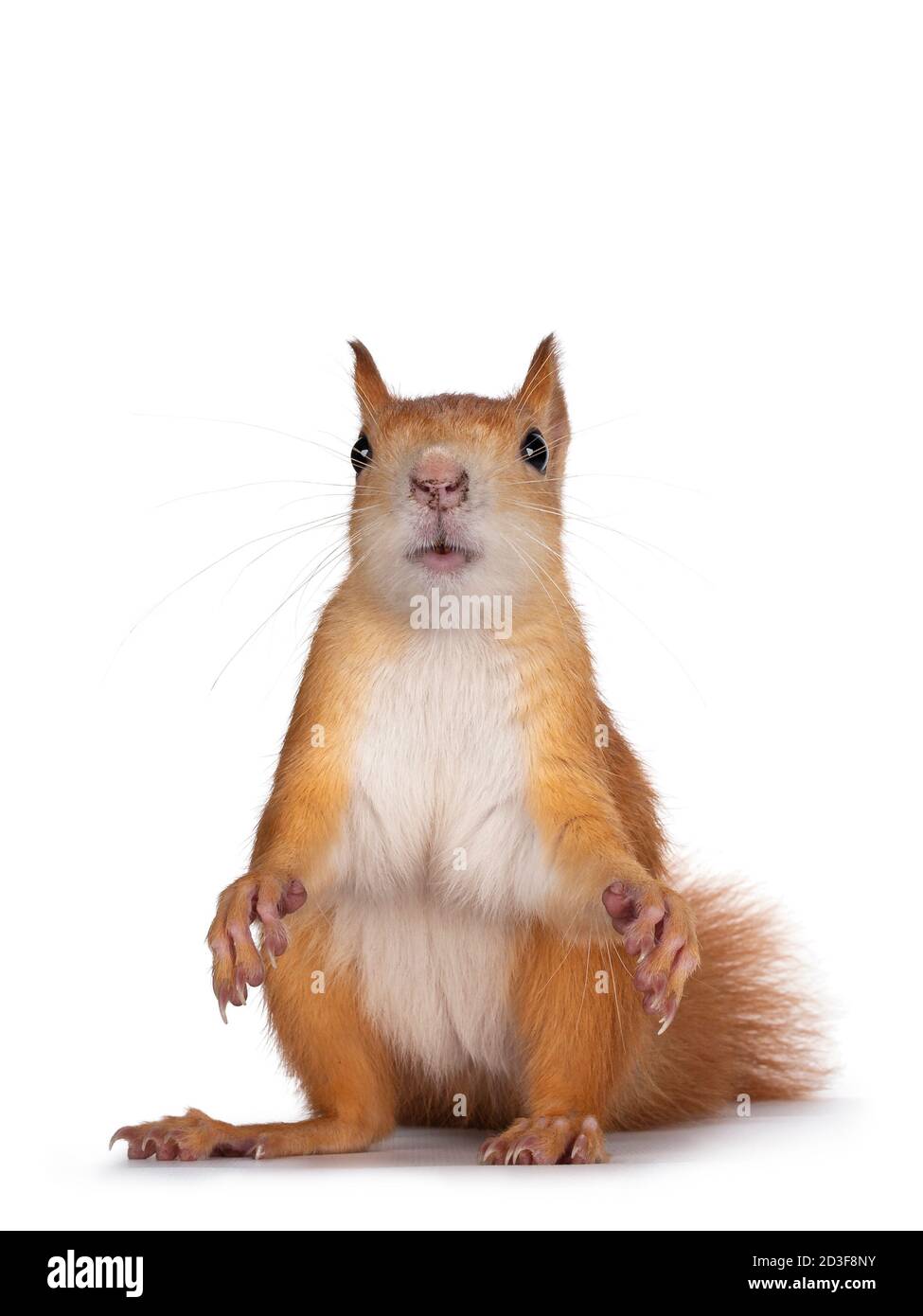 Red Japanese Lis squirrel, sitting facing front, paws ready to grab or ...