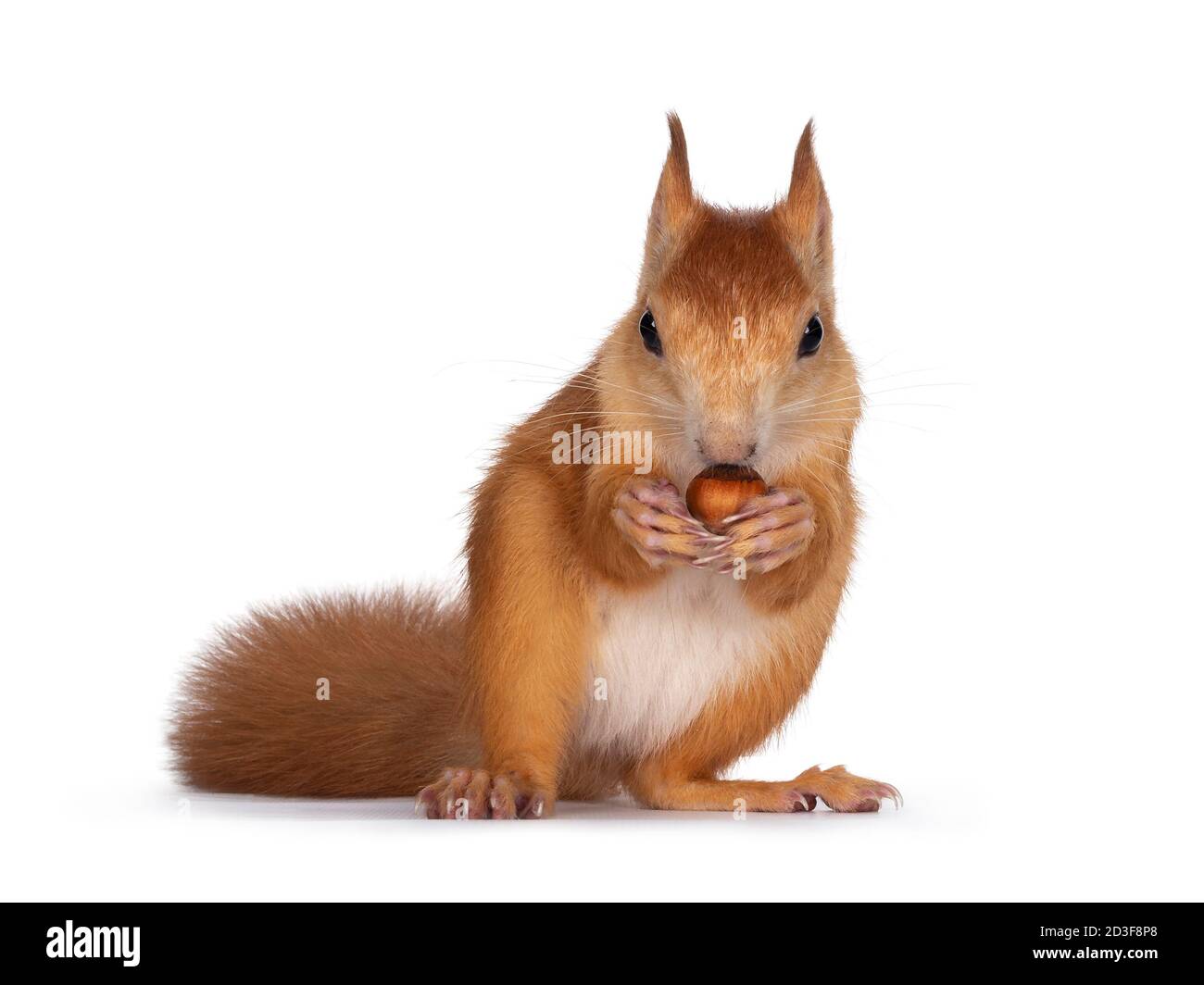 Red Japanese Lis squirrel, sitting facing front, holding a hazel nut in ...