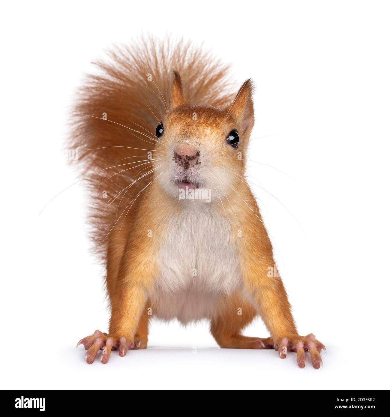 Red Japanese Lis squirrel, standing facing front on edge. Tail up in ...
