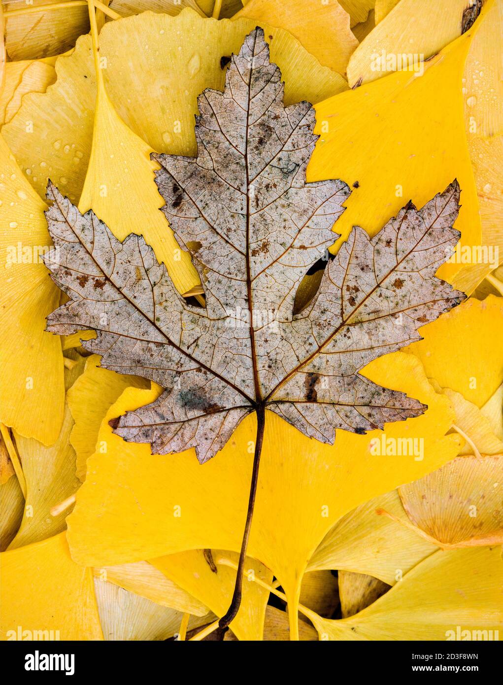 Dead poplar hi-res stock photography and images - Alamy
