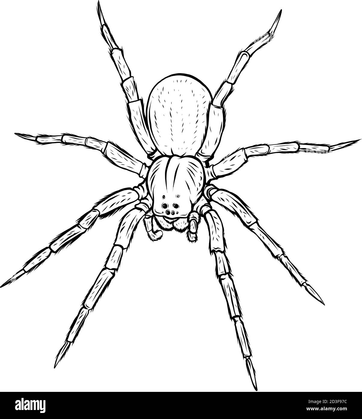 vector back spider, illustration and simple design Stock Vector Image ...
