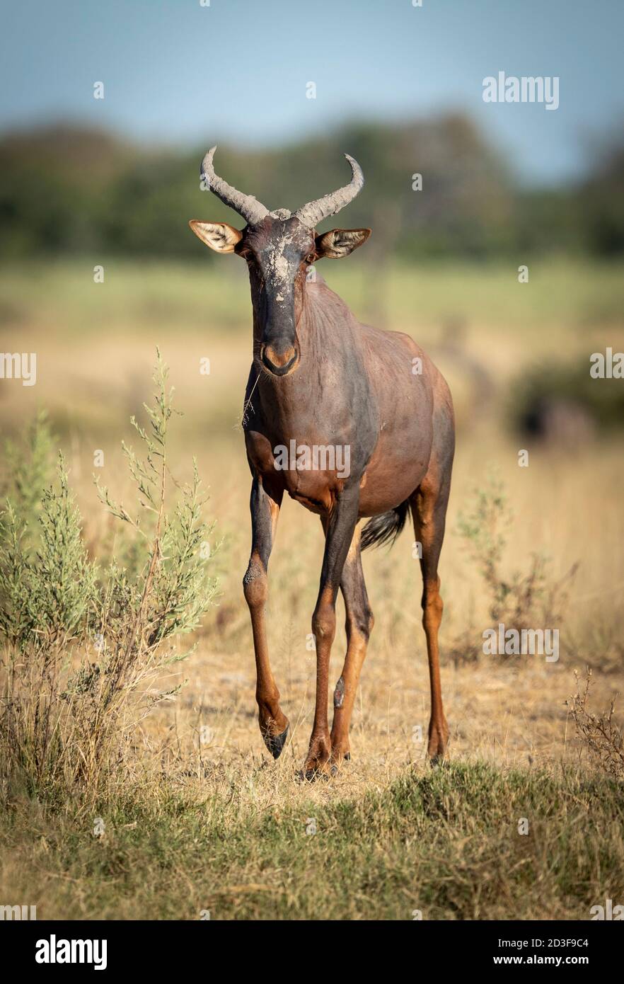 Vertical portrait of an adult topi antelope walking in Moremi in ...