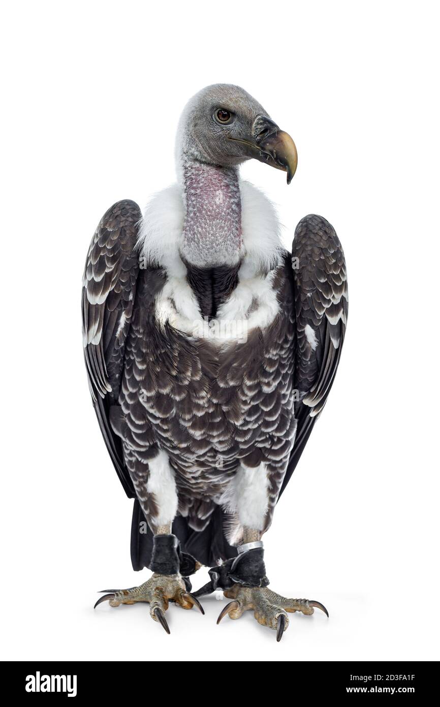 Black vulture standing Cut Out Stock Images & Pictures - Alamy