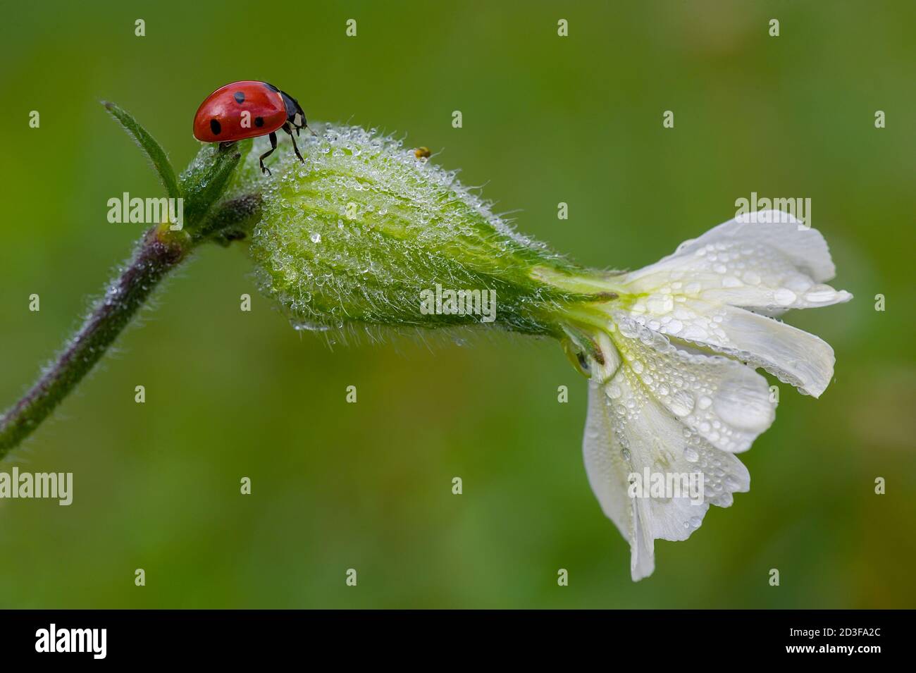 Ladybug on Saponaria white flower witn dew drops Stock Photo - Alamy