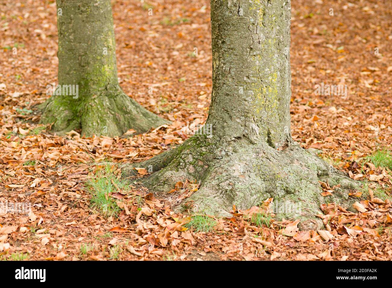 Tree trunk bases with fallen leaves in Autumn Stock Photo - Alamy