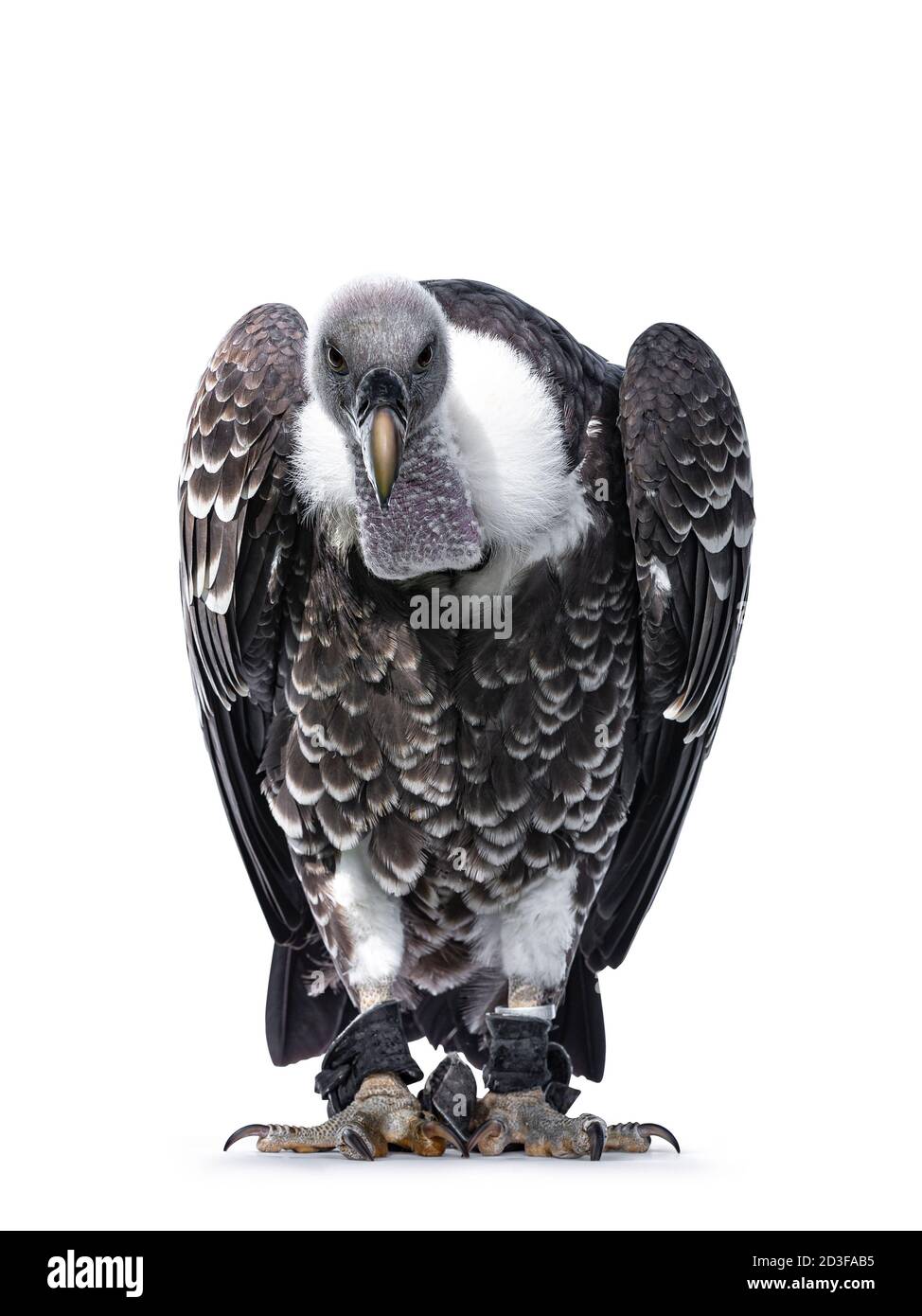 Young adult Rüppell's griffin vulture sitting full body facing front ...