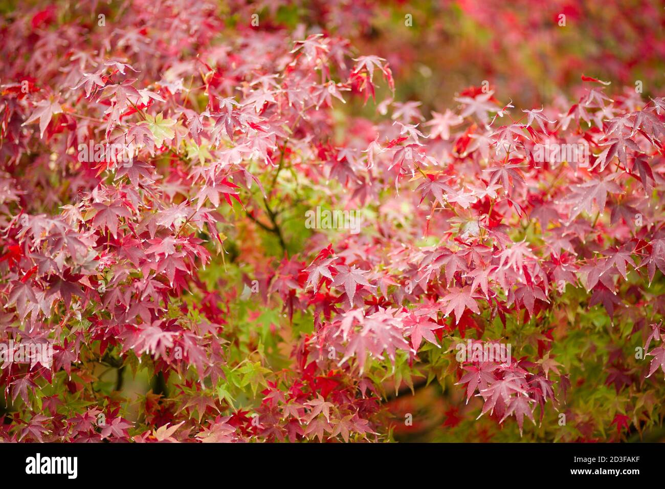 Maple tree, Acer palmatum, with red leaves in Autumn Stock Photo - Alamy
